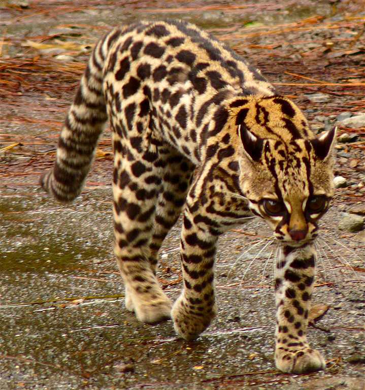 Gato-maracajá - Nome Científico, Habitat, Características e Comportamento