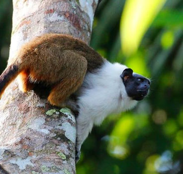 Bichos da Amazônia - Tudo sobre Bichos da Amazônia - Escola Educação