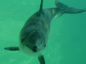 Cuíca-de-colete - Habitat, Características, Alimentação e Conservação