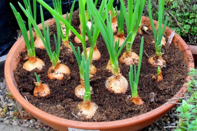 Qual a diferença de raiz tuberosa, tubérculo e bulbo?