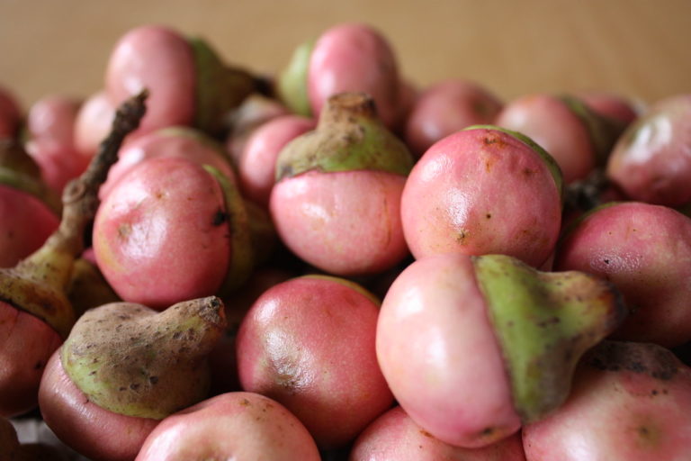 Fruta com E - Lista de frutas com a letra E em ordem alfabética