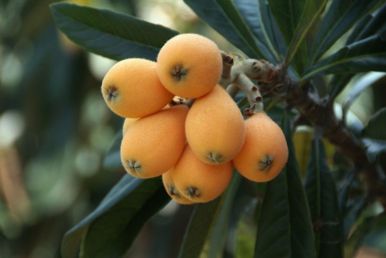 Fruta com N - Lista de frutas com a letra N em ordem alfabética