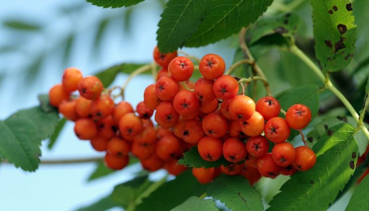 Fruta com S - Lista de frutas com a letra S em ordem alfabética