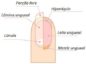 Unhas - Anatomia da unha, principais problemas das unhas, curiosidades
