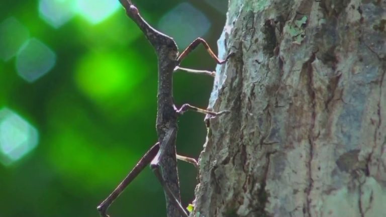 23 Animais da Amazônia - Espécies nativas, preservação e extinção