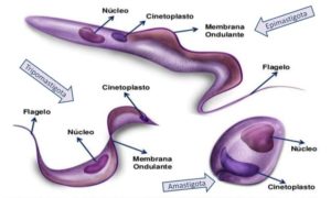 Reino Protista - Resumo, o que é, características, reprodução, exemplos