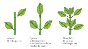 Classificação das folhas - Como classificar as folhas, características