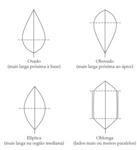 Classificação das folhas - Como classificar as folhas, características