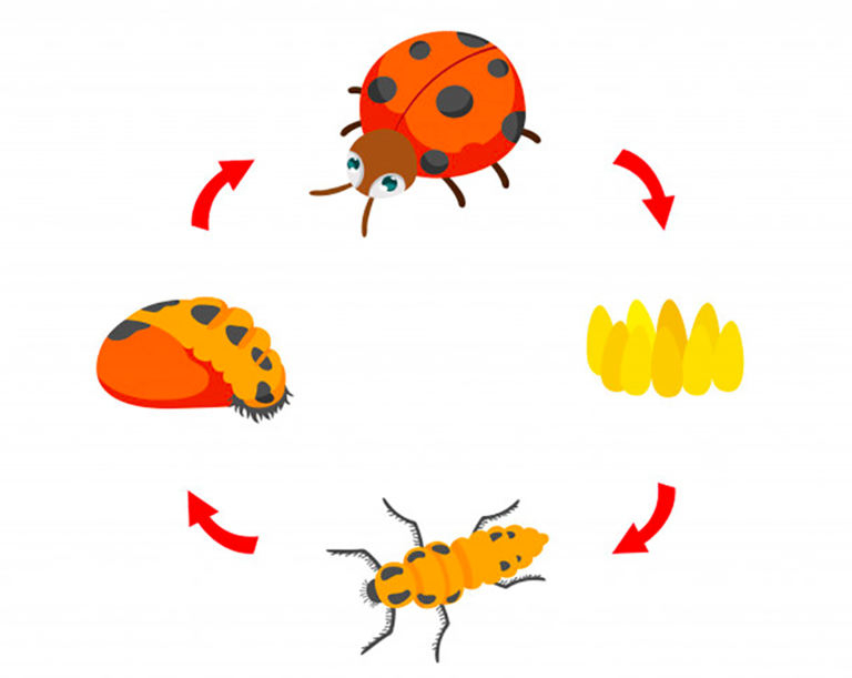 Metamorfose dos animais - O que significa, insetos, anfíbios, exemplos