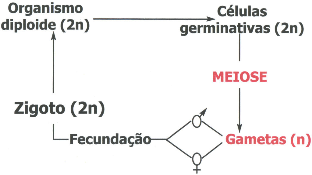 Reprodução sexuada - Importância, etapas, tipos, em plantas e exemplos