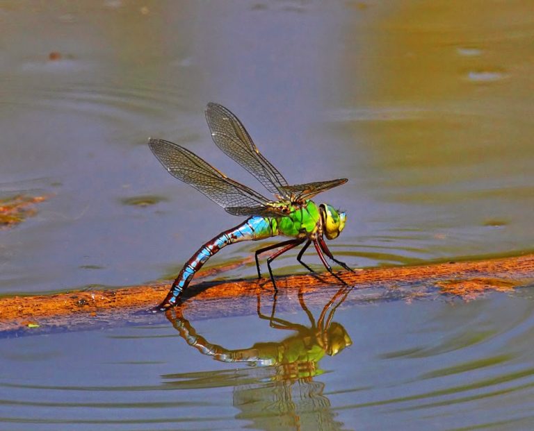 Invertebrados aquáticos - O que são, tipos, imagens e exemplos