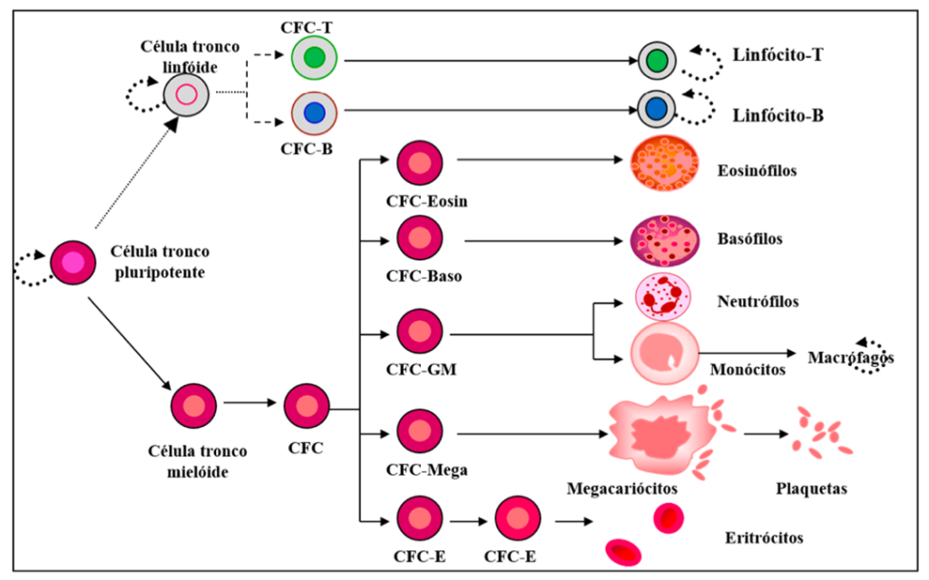 Hematopoiese Resumo O Que Processo Onde Ocorre Medula ssea Hematopoiese Resumo O Que Processo Onde Ocorre Medula ssea