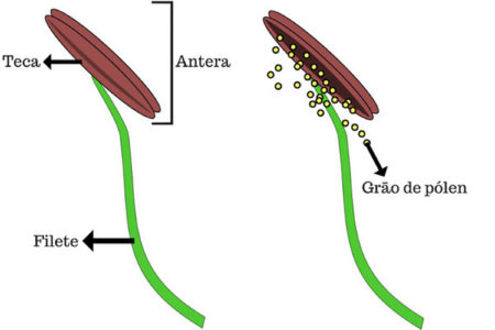 O que é androceu? - Anatomia vegetal e estruturas de uma flor