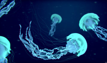 O que é bioluminescência? - Mar, algas, emissão de luz, enzima luciferina