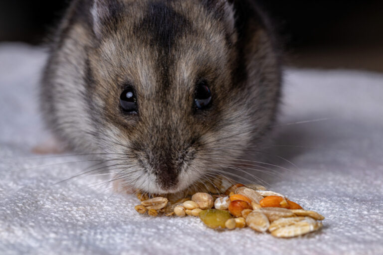 Como escolher entre Hamster Sirio e Anão Russo?