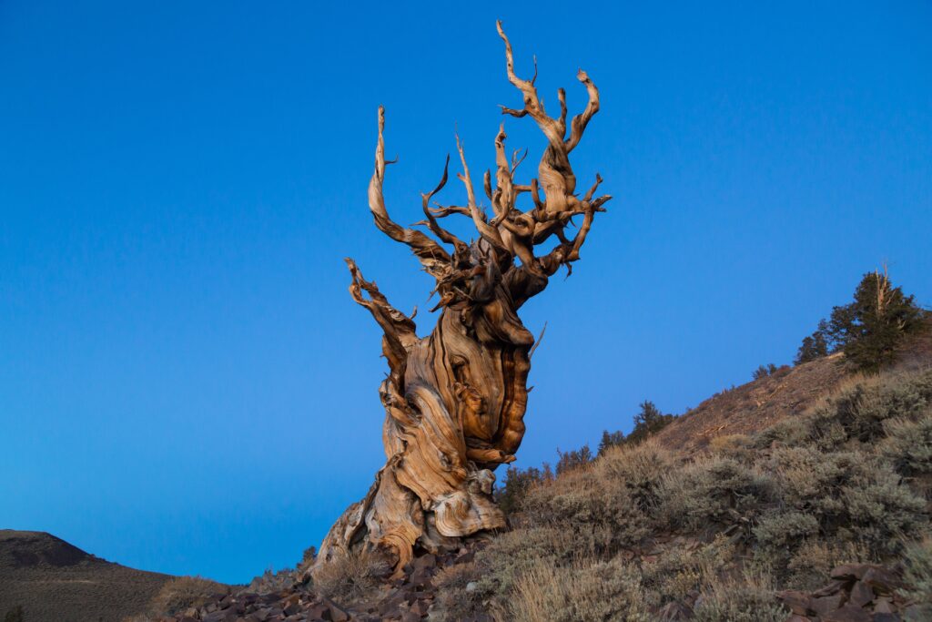 4 the oldest tree in the world; Being one of them with more than 9 ...