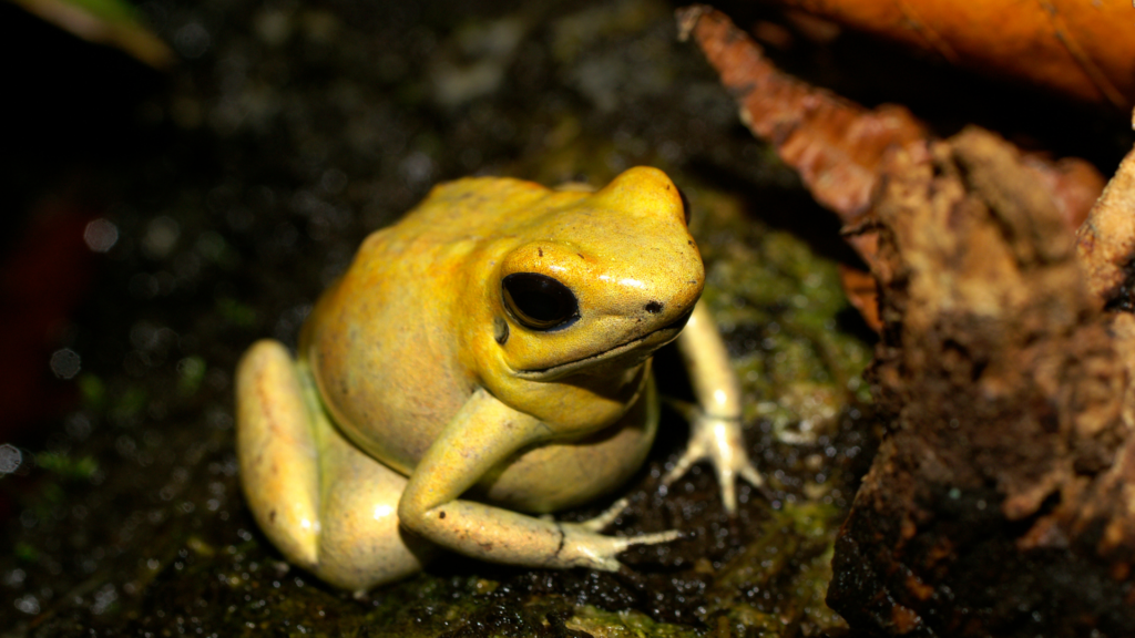 Esses são os 20 animais mais perigosos do mundo