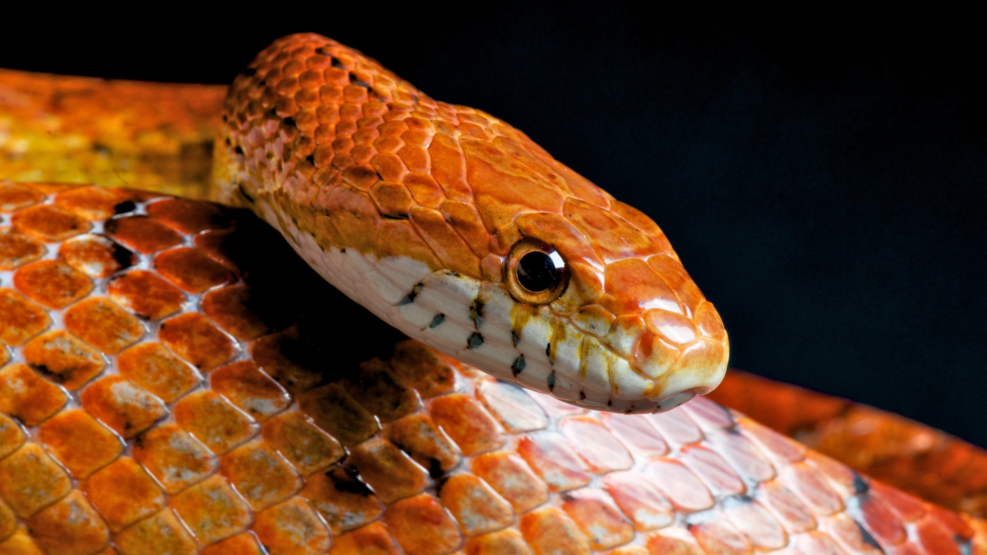 Corn Snake: Cobra exótica de origem norte-americana é encontrada em ...