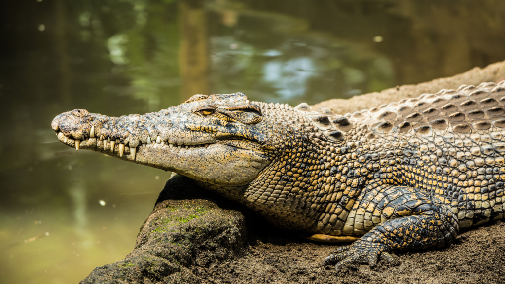 Mulher criou um crocodilo em casa