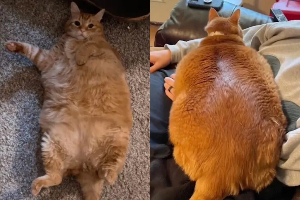 Veja como está o gato mais obeso do mundo após sua adoção