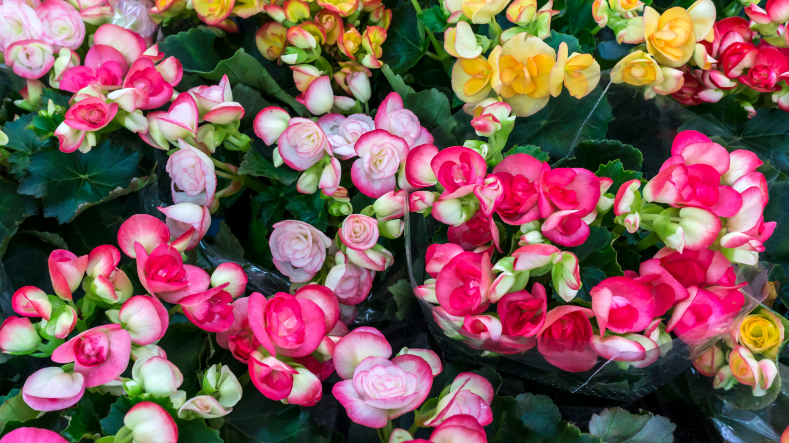 As 5 espécies de flores de inverno mais populares para alegrar a ...