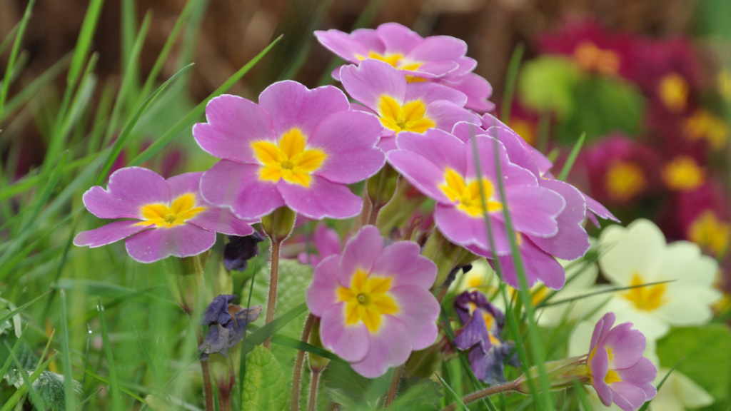 4 flores que dão cor ao inverno: espécies populares na estação