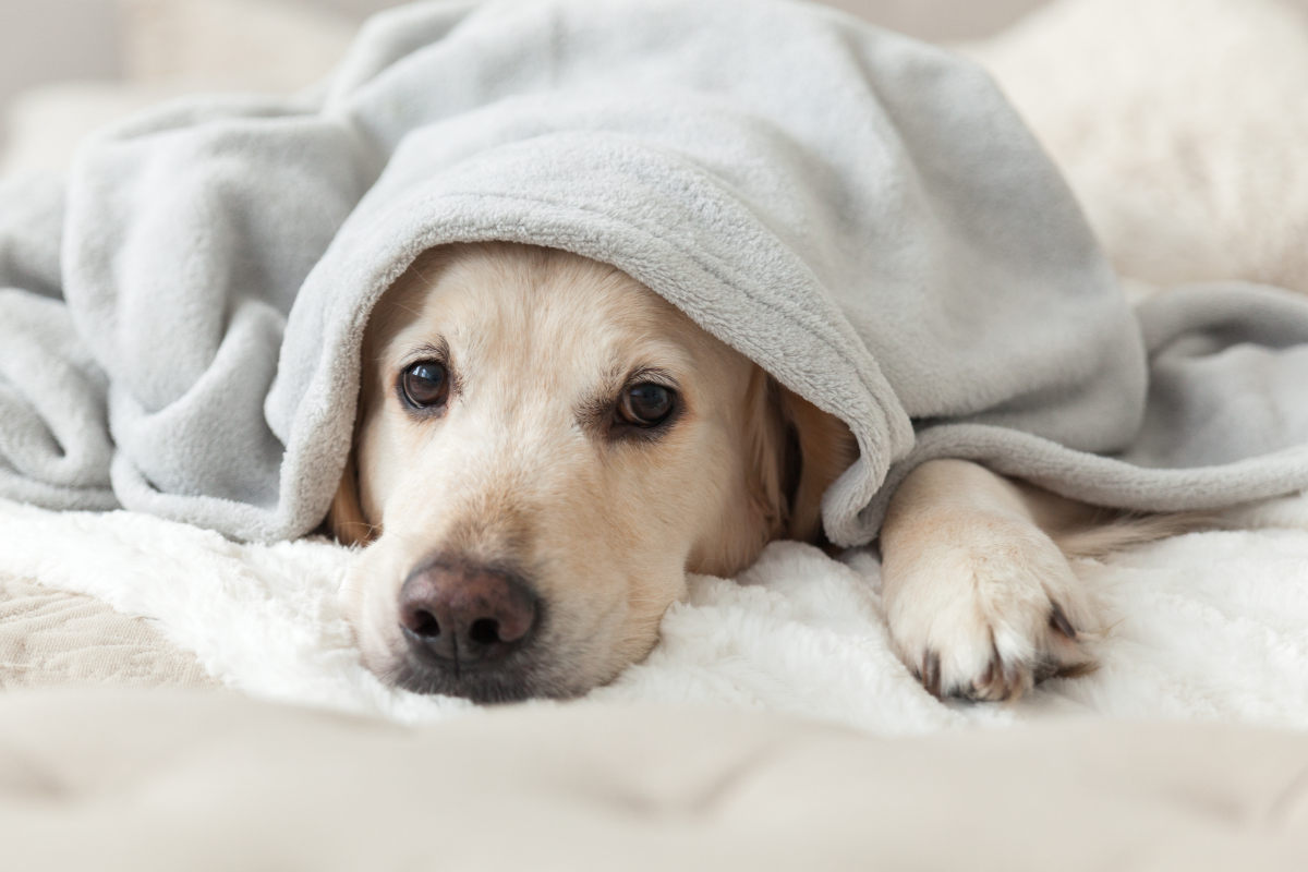 Conheça 7 sinais que indicam que o seu cão está com frio