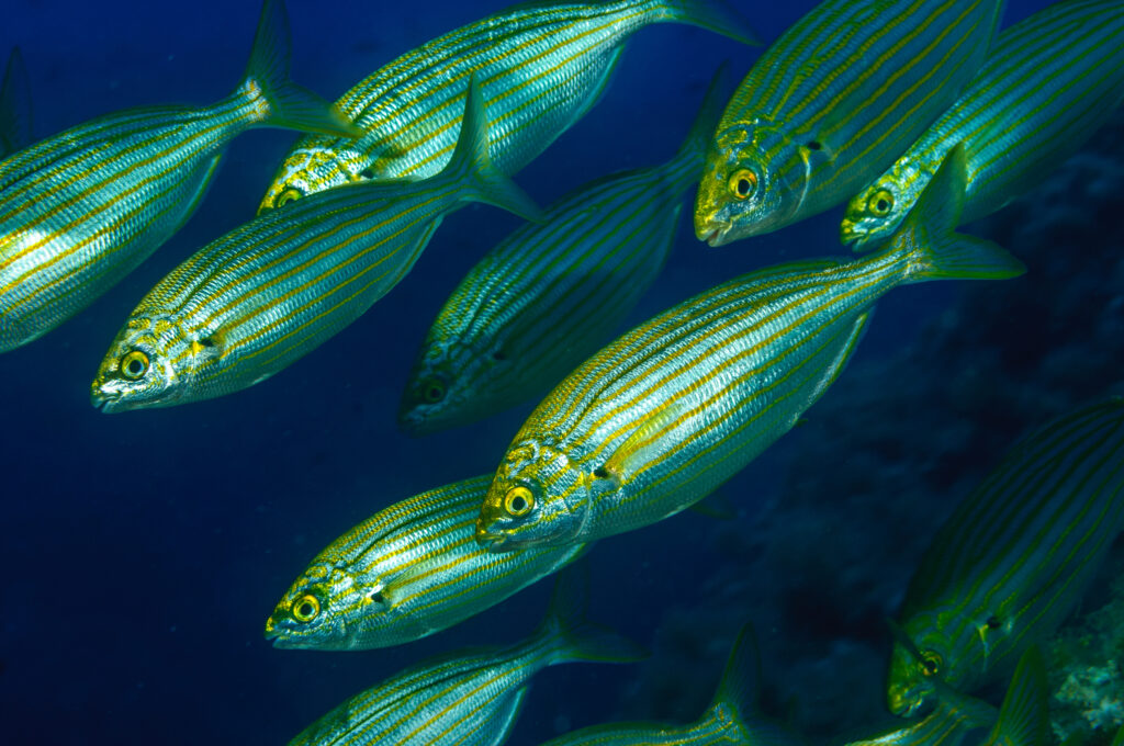 Sarpa Salpa: peixe alucinógeno dá efeito de LSD que dura por 3 dias