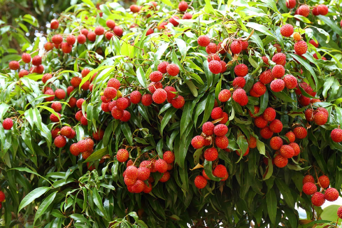 Vive mais de 100 anos! Veja como plantar a fruta que está dominando o ...