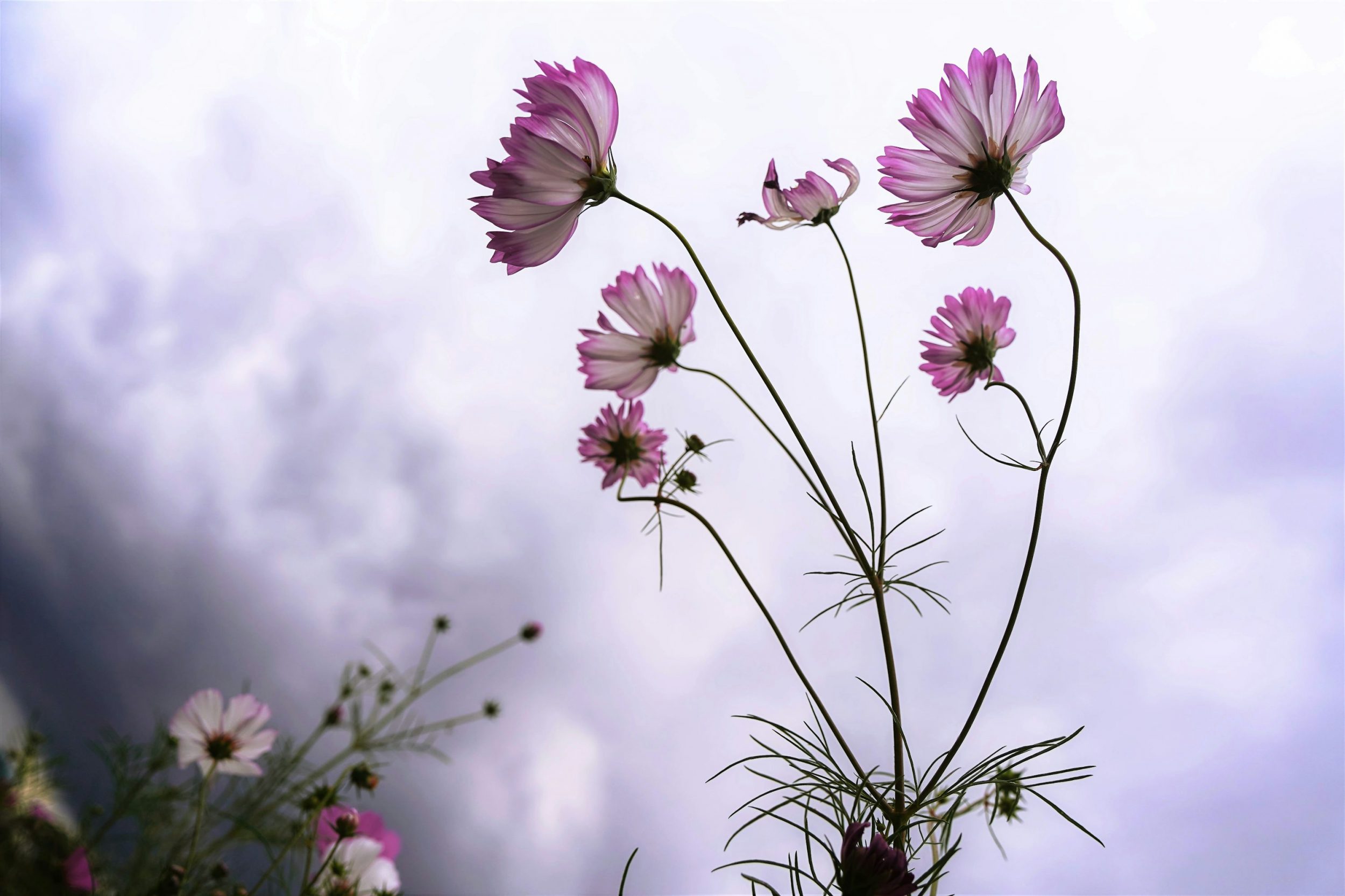 Jardim colorido no outono: 6 dicas de flores vibrantes e perfumadas ...