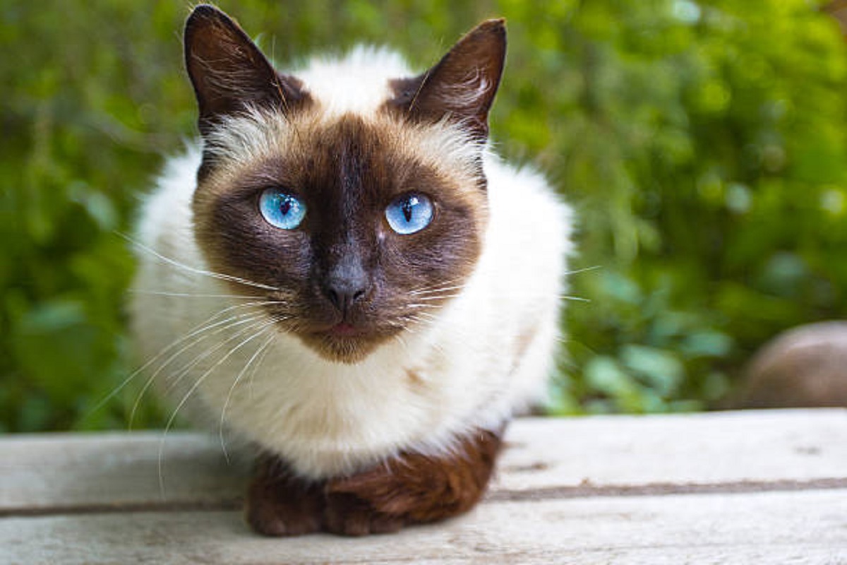 Modo 'Gato Siamês' no WhatsApp viraliza! Veja como ativar no seu celular